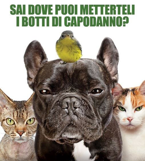 No ai botti di capodanno! - Ciavula No ai botti di capodanno! - Ciavula