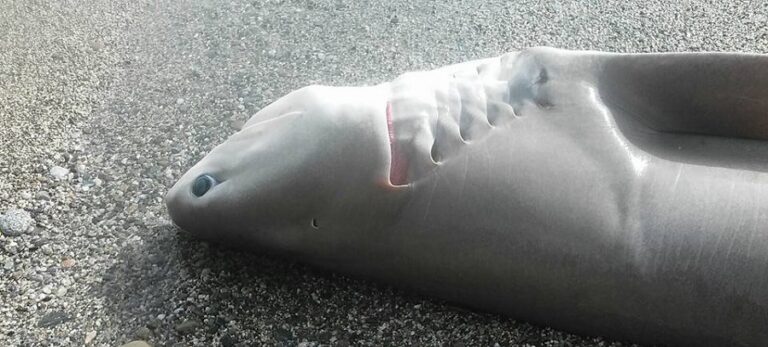 Marina di Gioiosa: Spiaggiato un pesce vacca - Ciavula