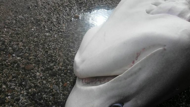 Marina di Gioiosa: Spiaggiato un pesce vacca - Ciavula