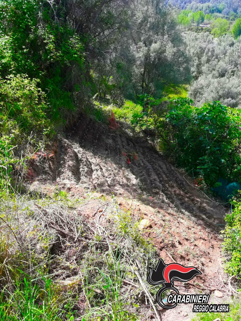 Castellace di Oppido Mamertina: Rinvenimento piantagione canapa indiana ...