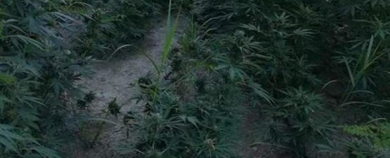 Rinvenuta l'ennesima piantagione di marijuana nella Locride - Ciavula Rinvenuta l'ennesima piantagione di marijuana nella Locride - Ciavula