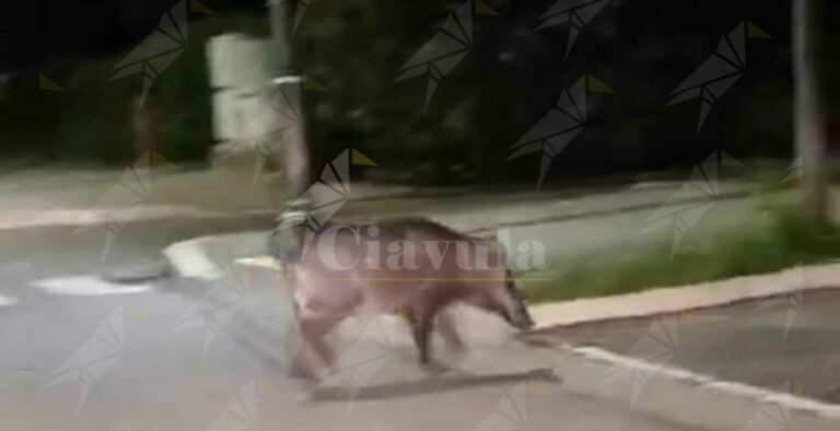 Cinghiale a spasso sul lungomare di Caulonia. Il video - Ciavula Cinghiale a spasso sul lungomare di Caulonia. Il video - Ciavula